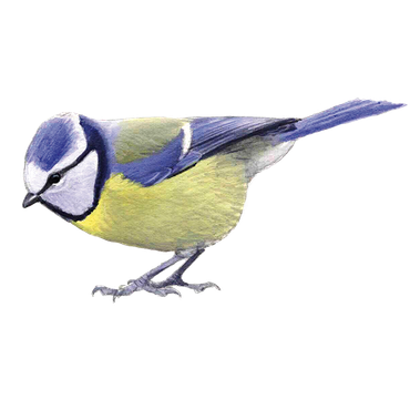 Pimpelmees | Vogelbescherming