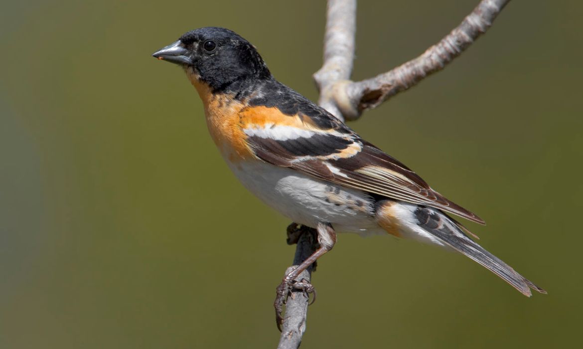 Keep | Vogelbescherming