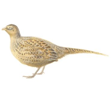 Fazant | Vogelbescherming