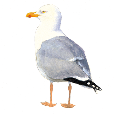 Zilvermeeuw | Vogelbescherming