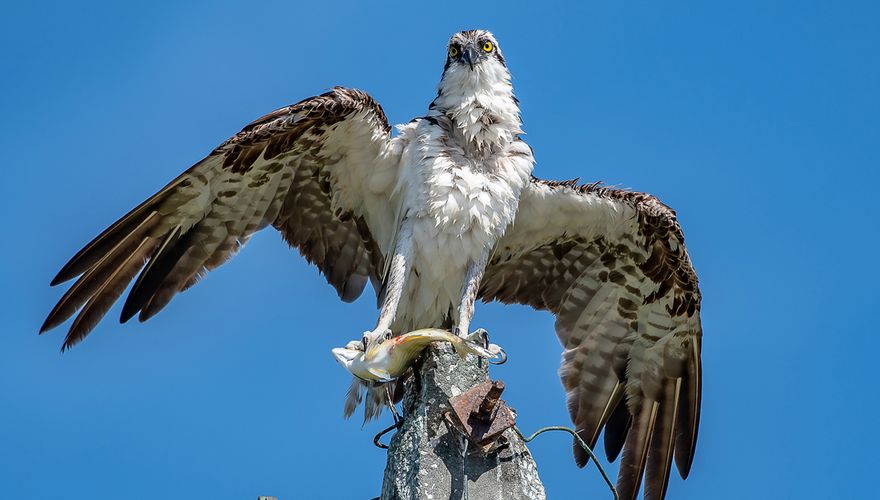 De comeback van de visarend | Vogelbescherming