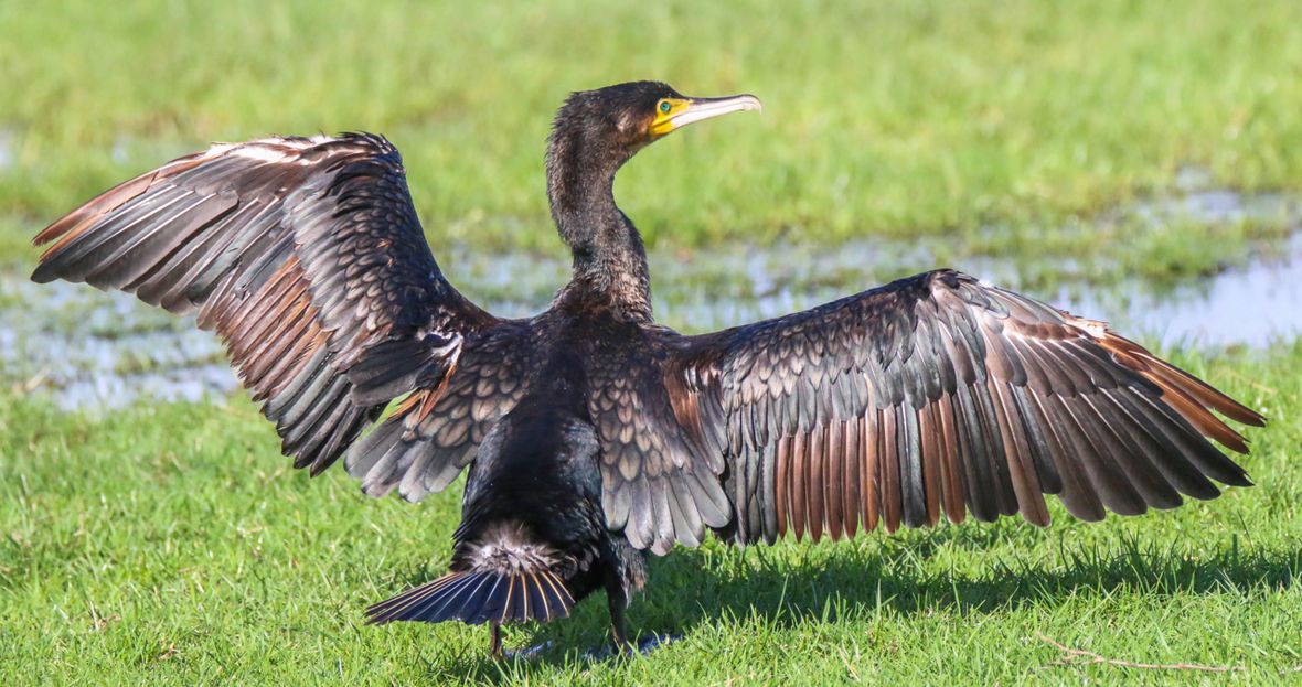 Aalscholver | Vogelbescherming