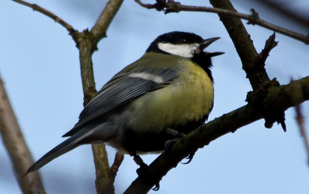 Welkom bij de koolmees | Vogelbescherming