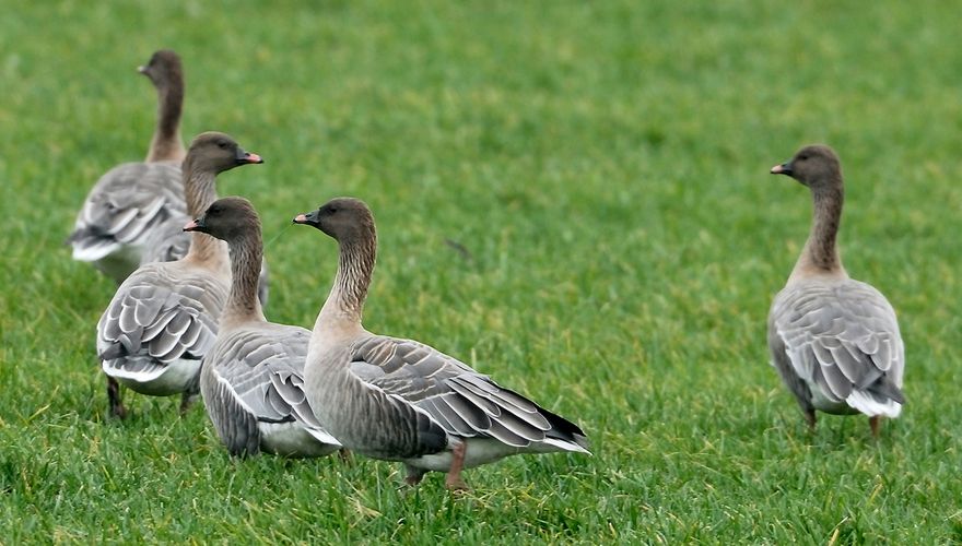 Vijftig tinten bruin: herkenning van winterse ganzen | Vogelbescherming