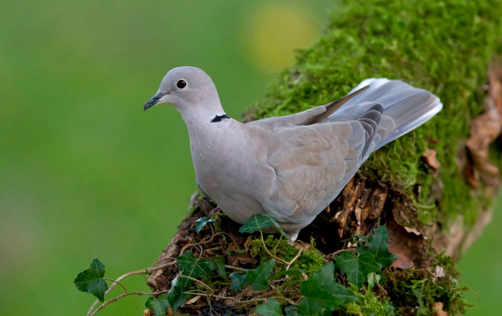 Turkse tortel | Vogelbescherming