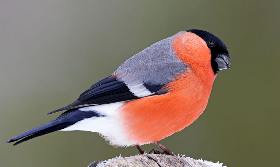Goudvink | Vogelbescherming