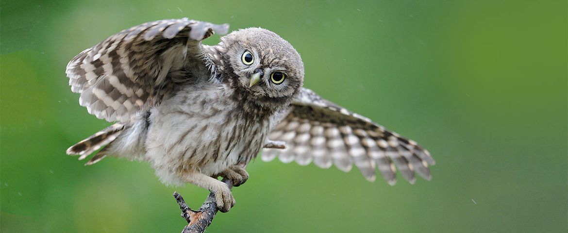 Samen voor vogels en natuur | Vogelbescherming