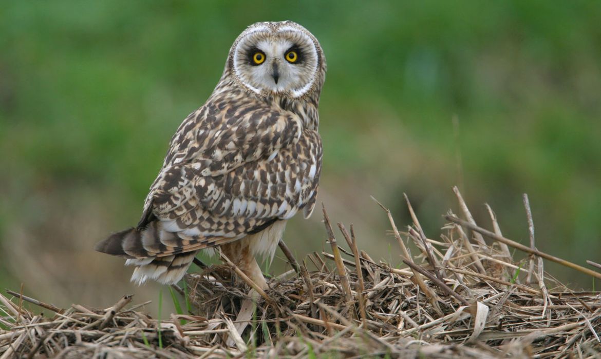 Velduil | Vogelbescherming