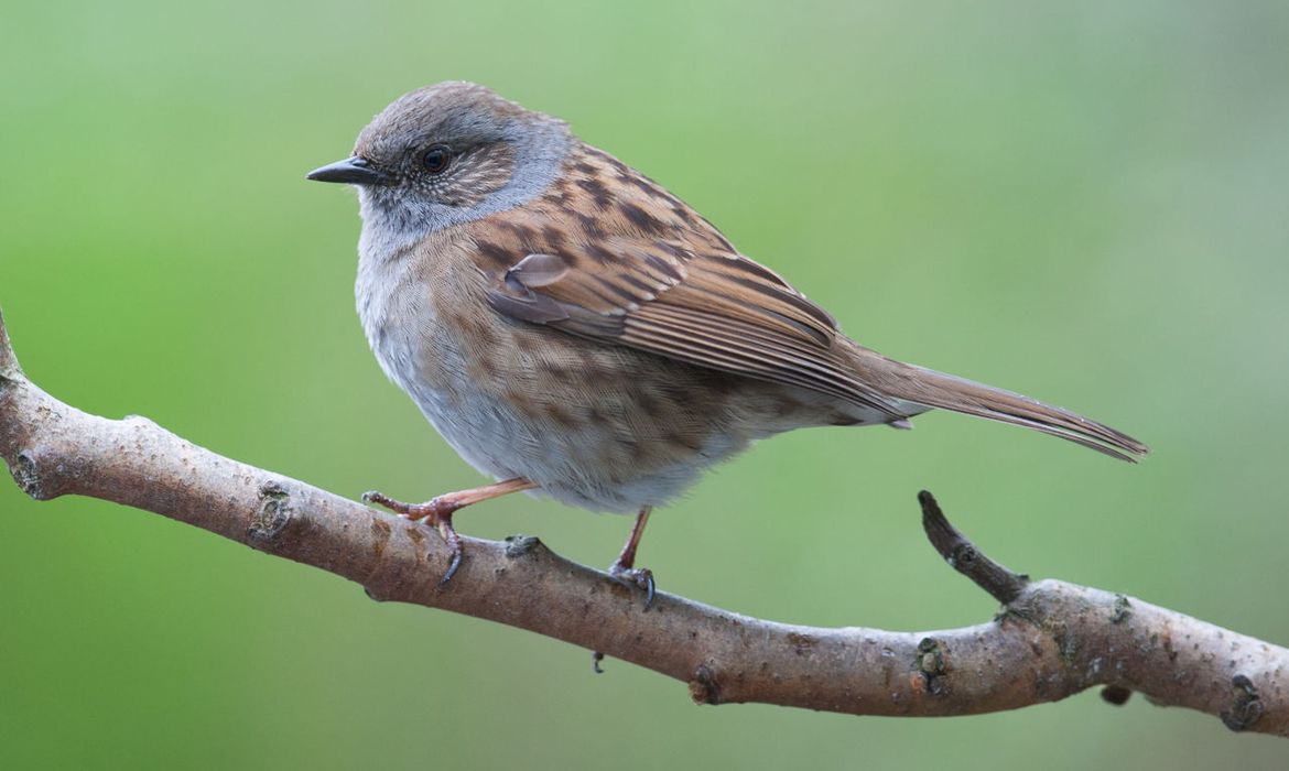 Heggenmus | Vogelbescherming