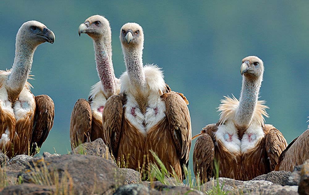 Mogen gieren uitsterven? | Vogelbescherming