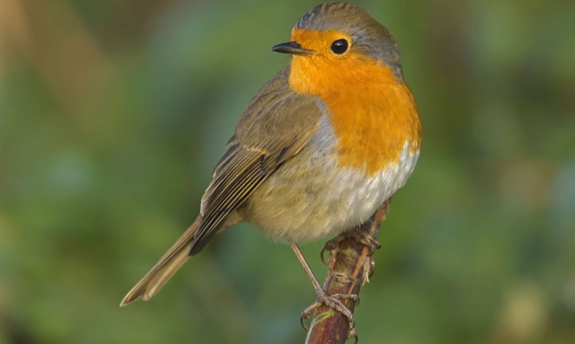 Roodborst | Vogelbescherming.nl