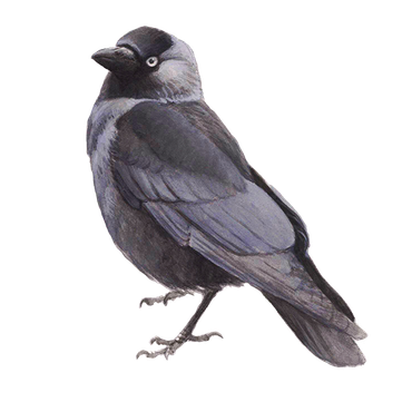Kauw | Vogelbescherming