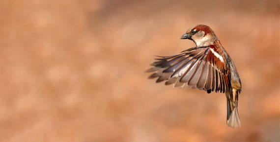Wilde eend | Vogelbescherming