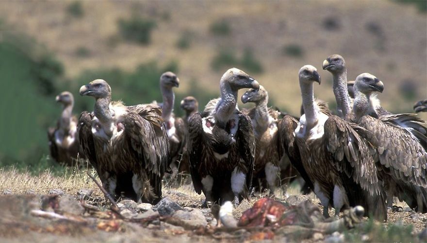 Gieren: een kwestie van dood en leven | Vogelbescherming
