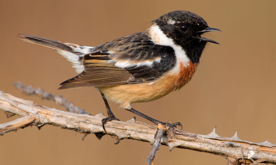 Roodborsttapuit | Vogelbescherming