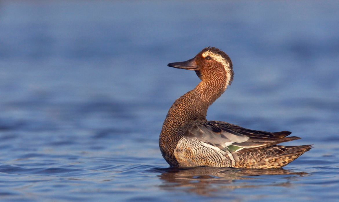 Zomertaling | Vogelbescherming
