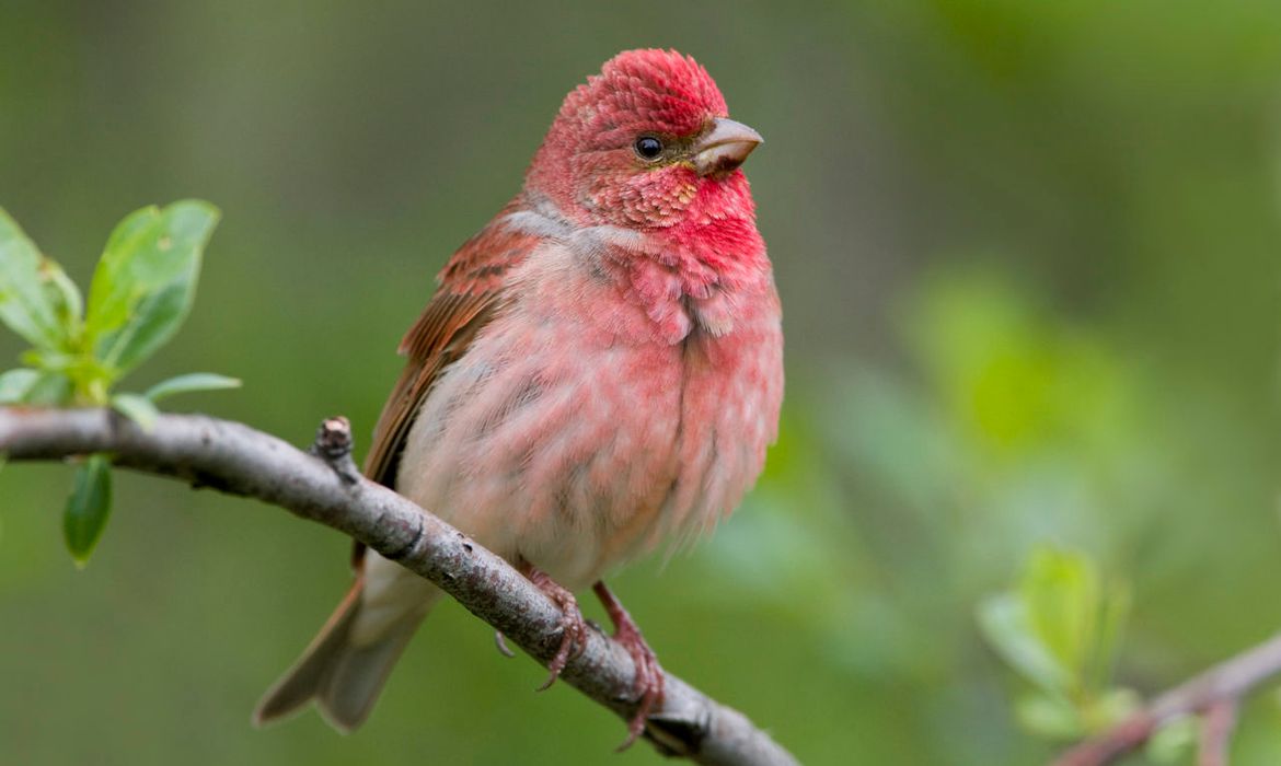 Roodmus | Vogelbescherming