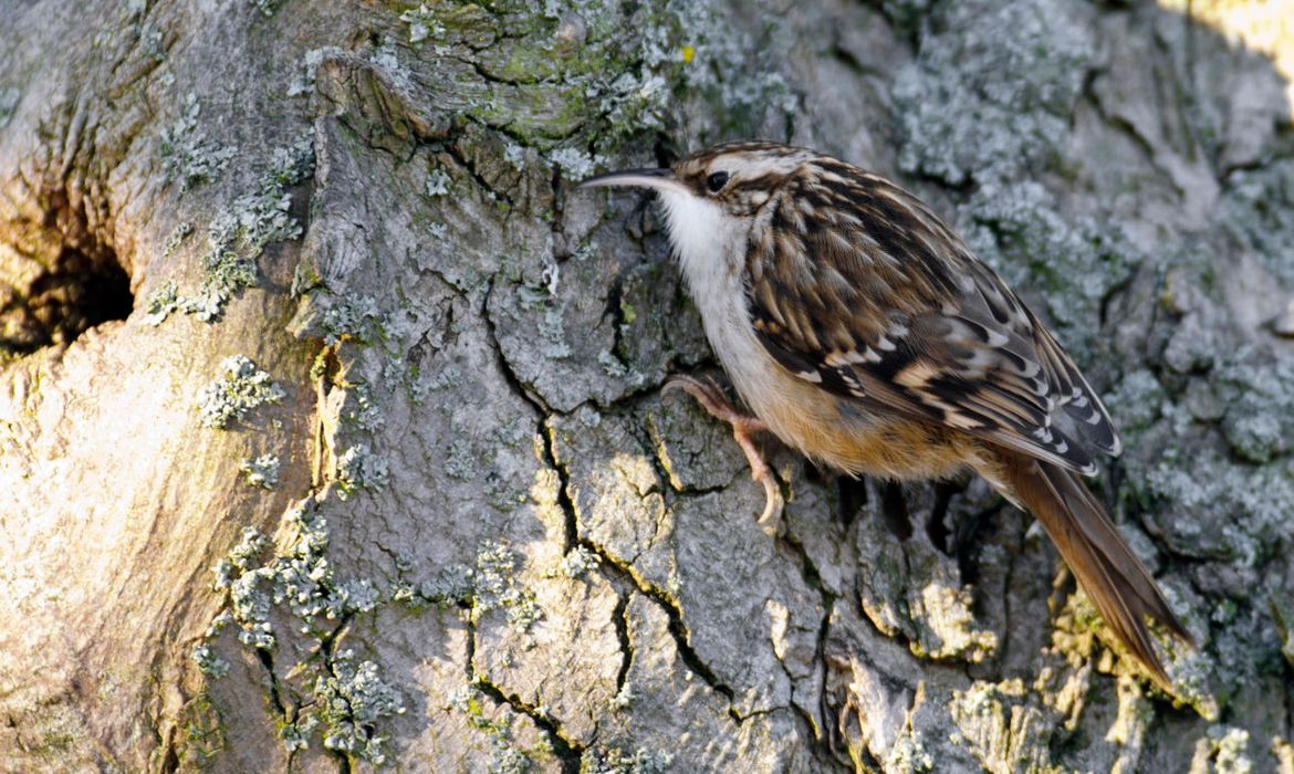Boomkruiper | Vogelbescherming