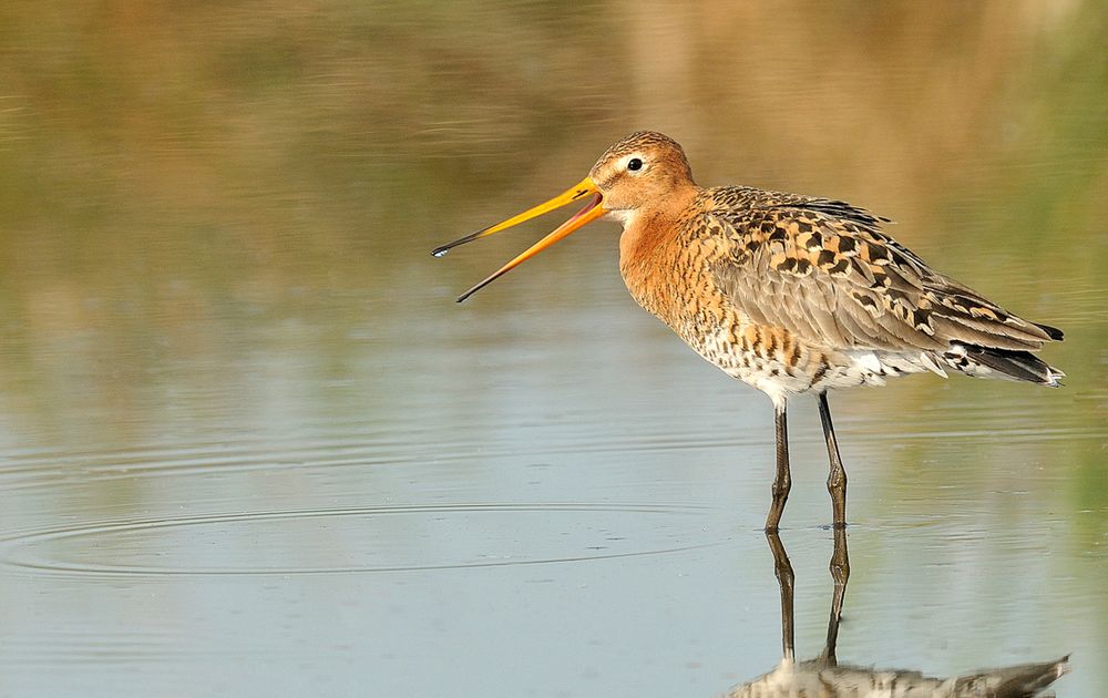 Samen voor vogels en natuur | Vogelbescherming