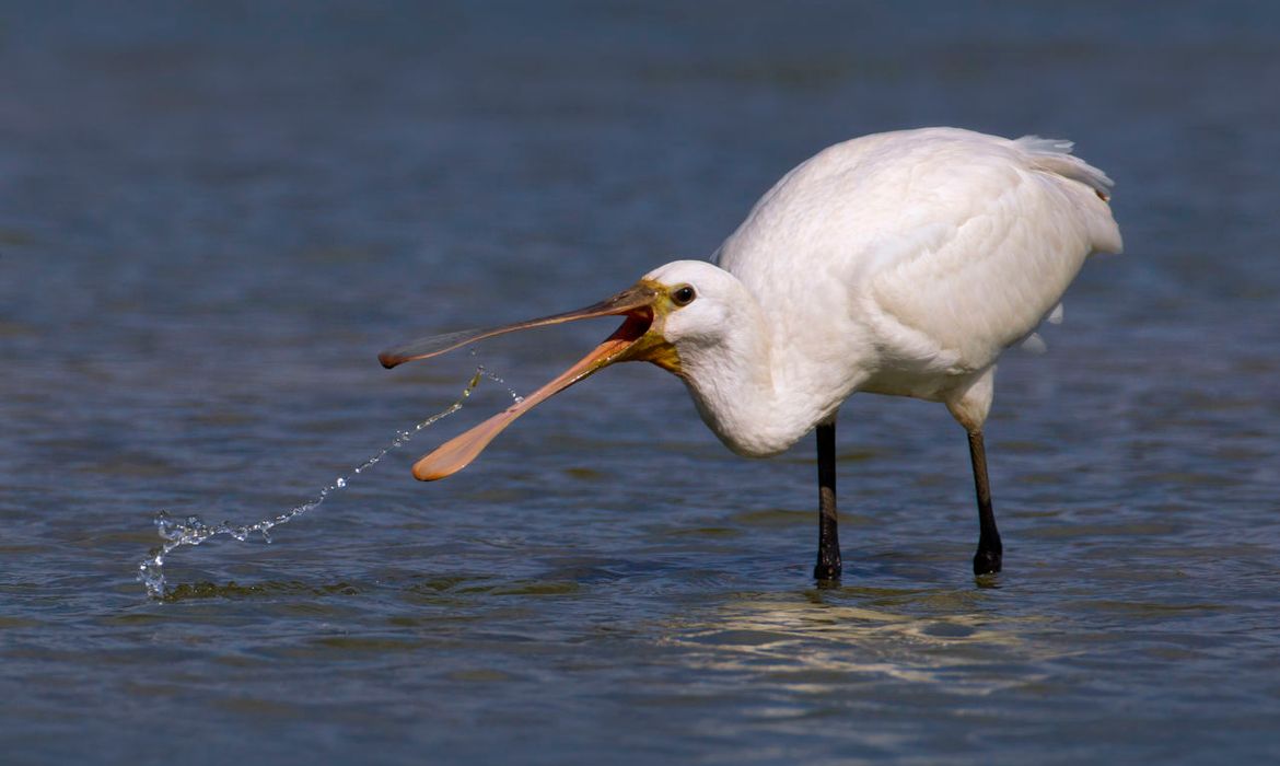 Lepelaar | Vogelbescherming