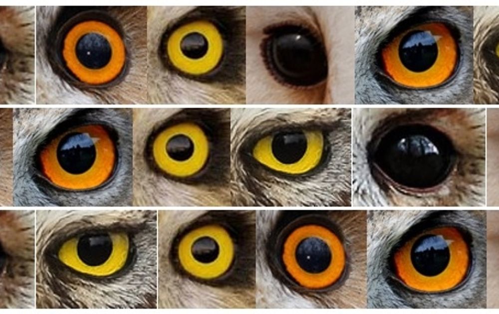 Uilenogen | Vogelbescherming