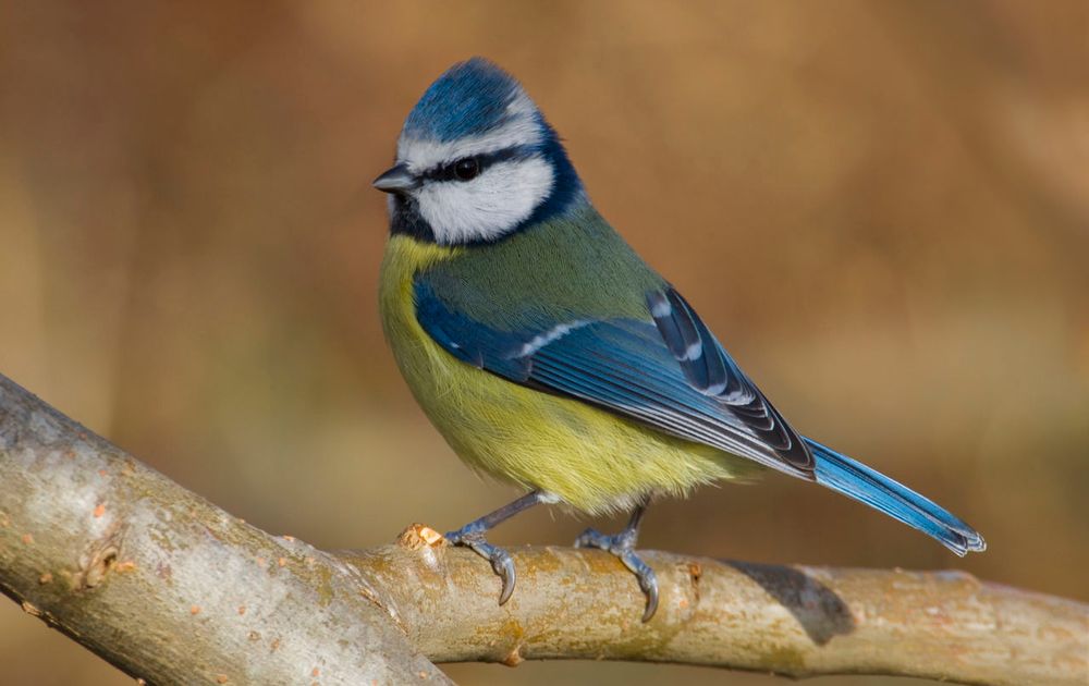 Pimpelmees | Vogelbescherming