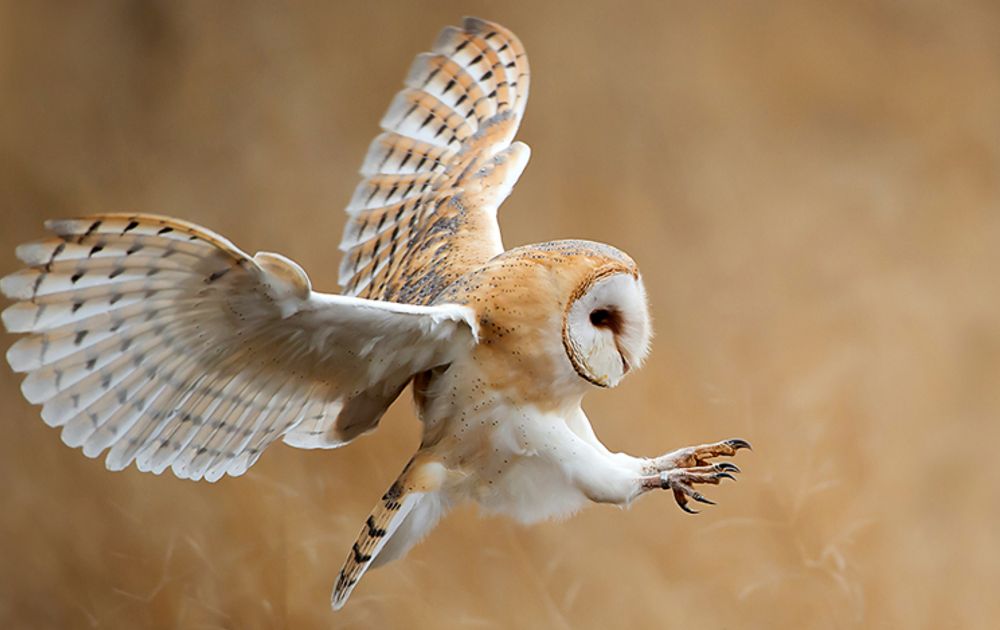 Hoe zijn de Nederlandse uilen juridisch beschermd? | Vogelbescherming