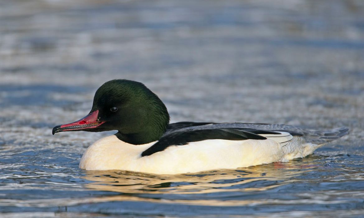 Grote zaagbek | Vogelbescherming