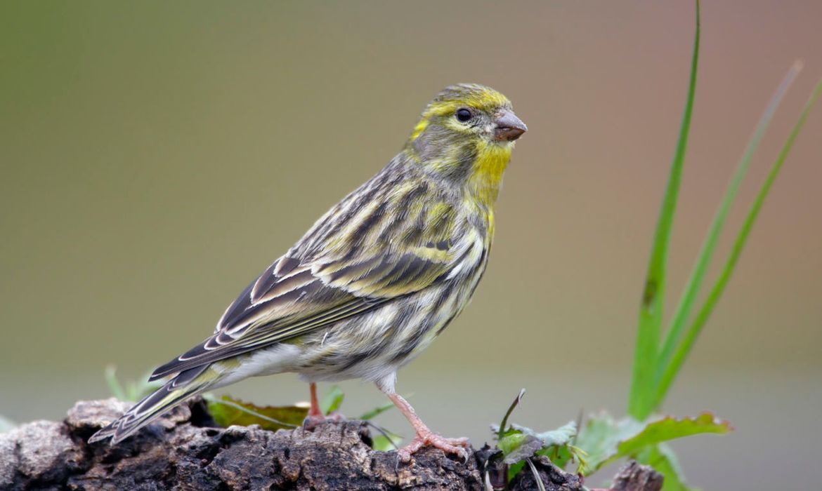 Europese kanarie | Vogelbescherming