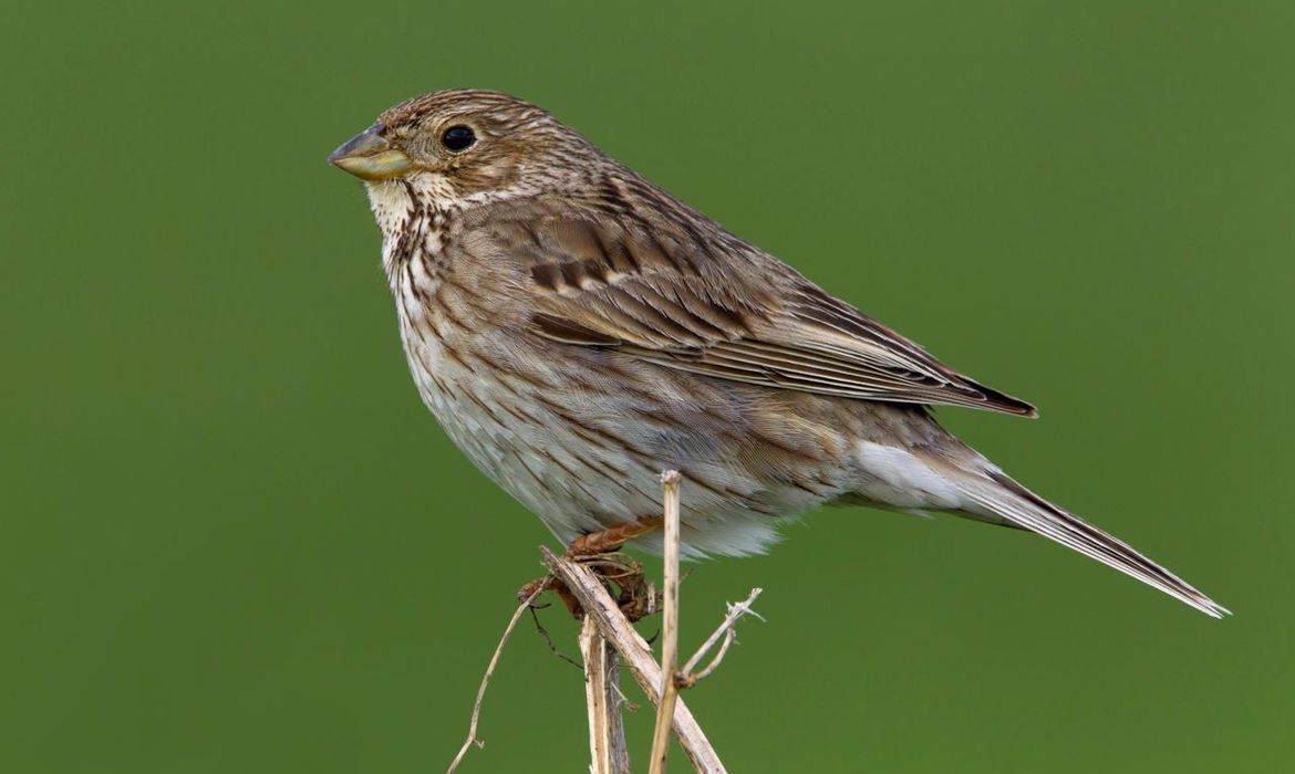 Grauwe gors | Vogelbescherming