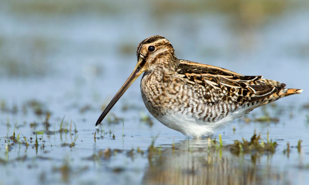Watersnip | Vogelbescherming