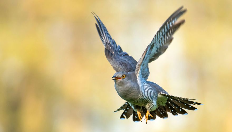 Even voorstellen: de koekoek | Vogelbescherming.nl