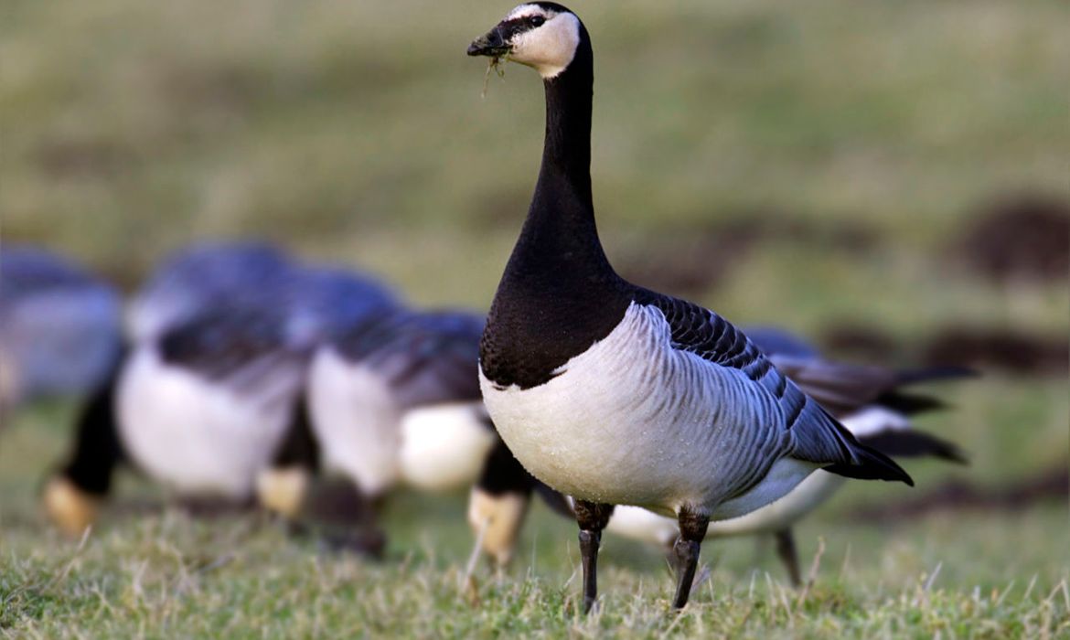Brandgans | Vogelbescherming