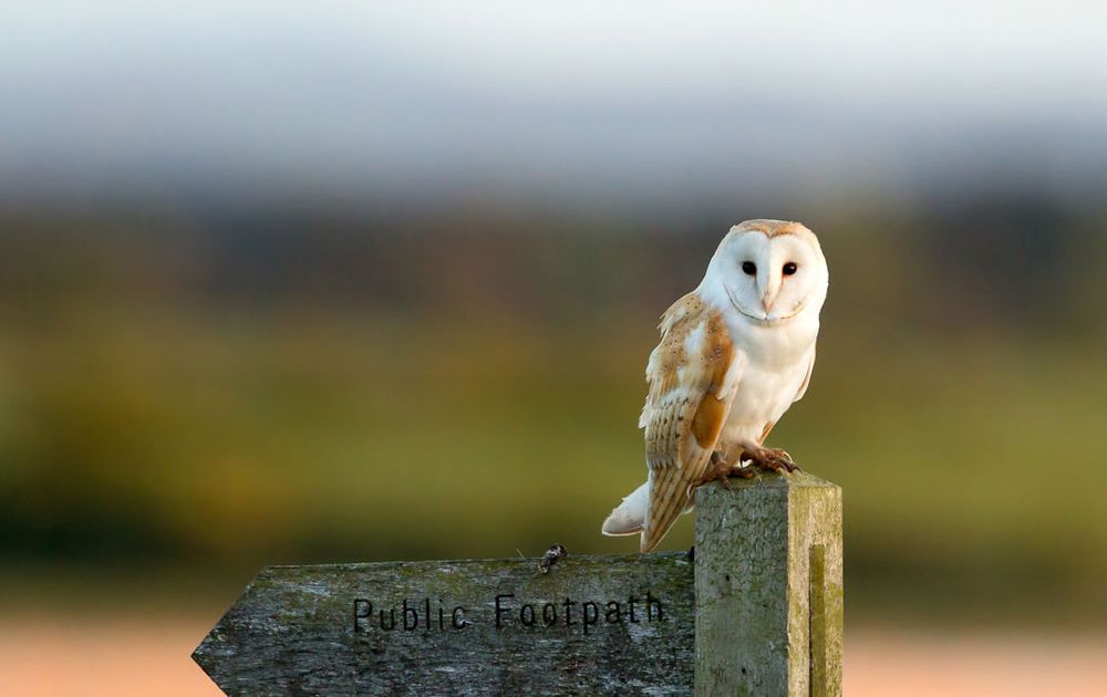 Leven als een kerkuil | Vogelbescherming