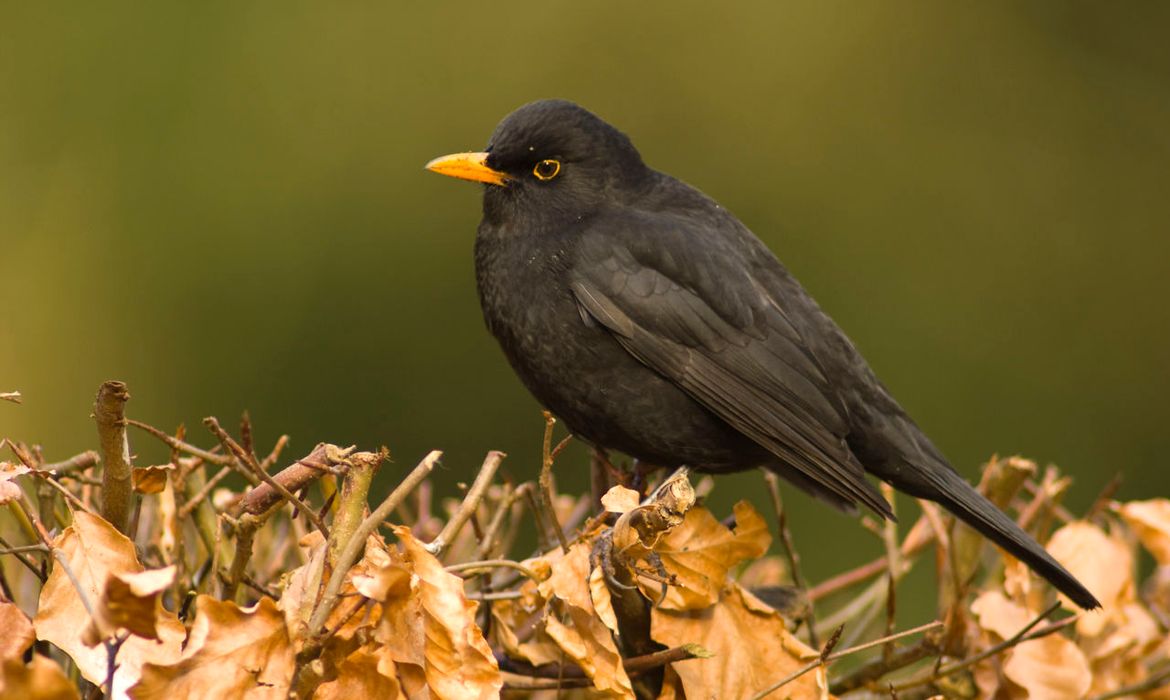 Merel | Vogelbescherming.nl