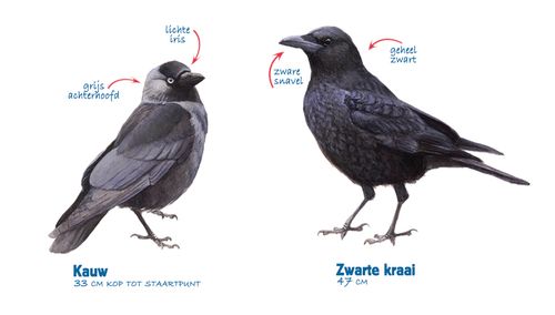 Tuinvogeltelling 2020 | Herkenningstips