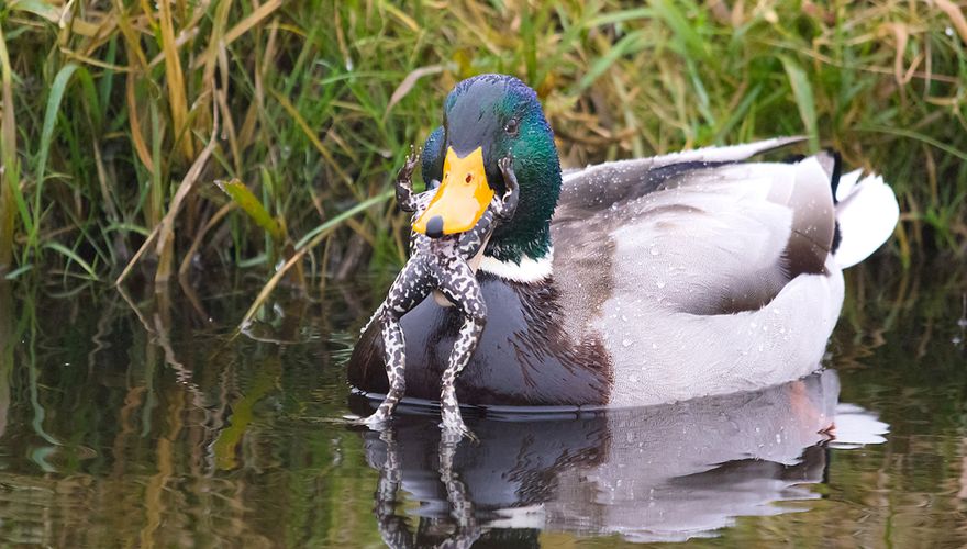 Mogen we nog eendjes voeren? | Vogelbescherming