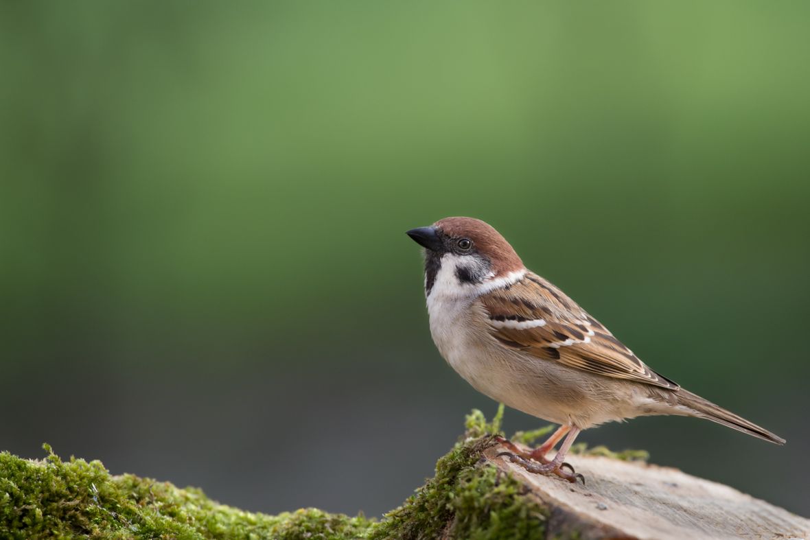 Ringmus | Vogelbescherming