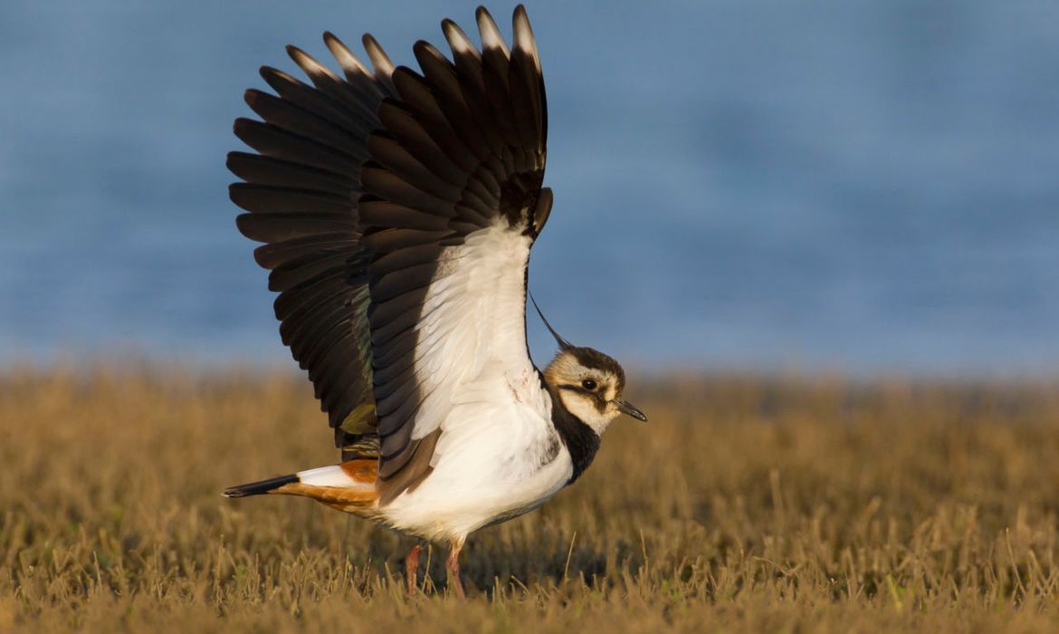 Kievit | Vogelbescherming