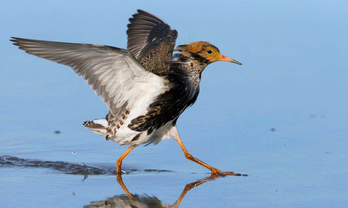 Kemphaan | Vogelbescherming
