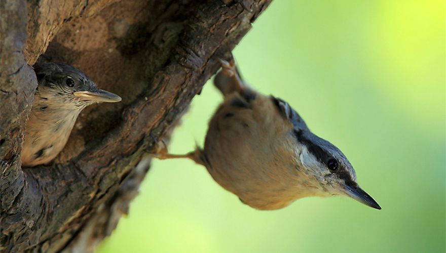 Vogeltje gevonden, wat nu? | Vogelbescherming