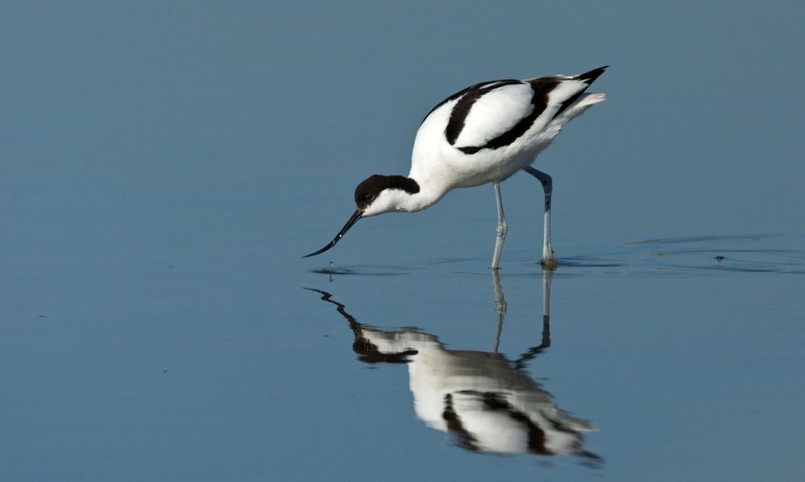 Kluut | Vogelbescherming.nl
