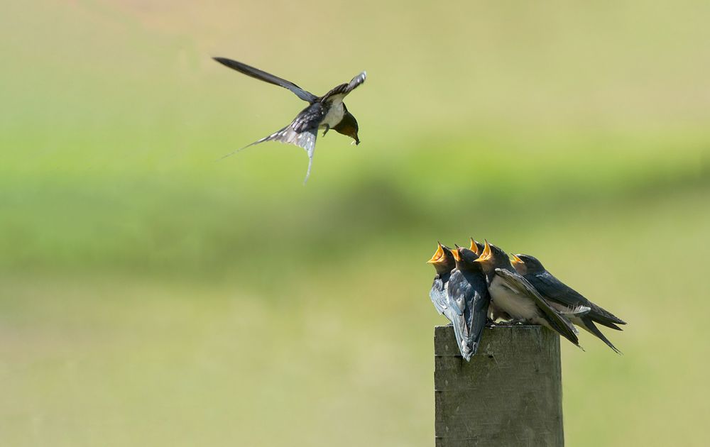 Samen voor vogels en natuur | Vogelbescherming