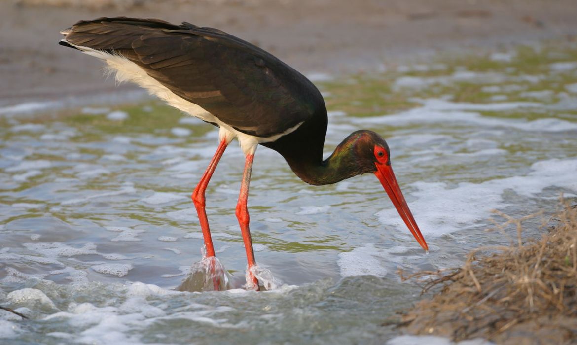 Zwarte ooievaar | Vogelbescherming