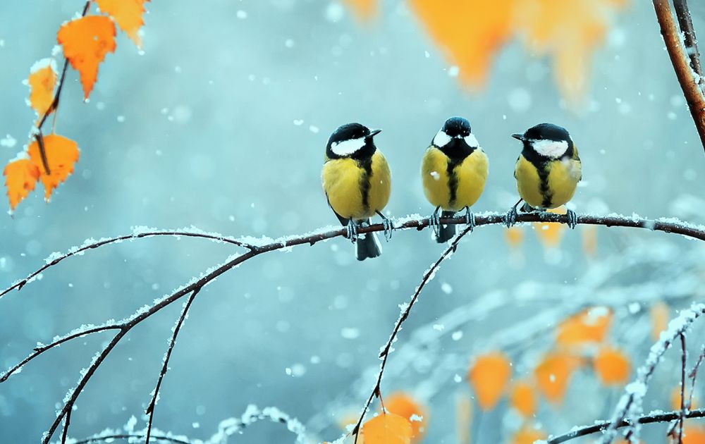 Samen voor vogels en natuur | Vogelbescherming