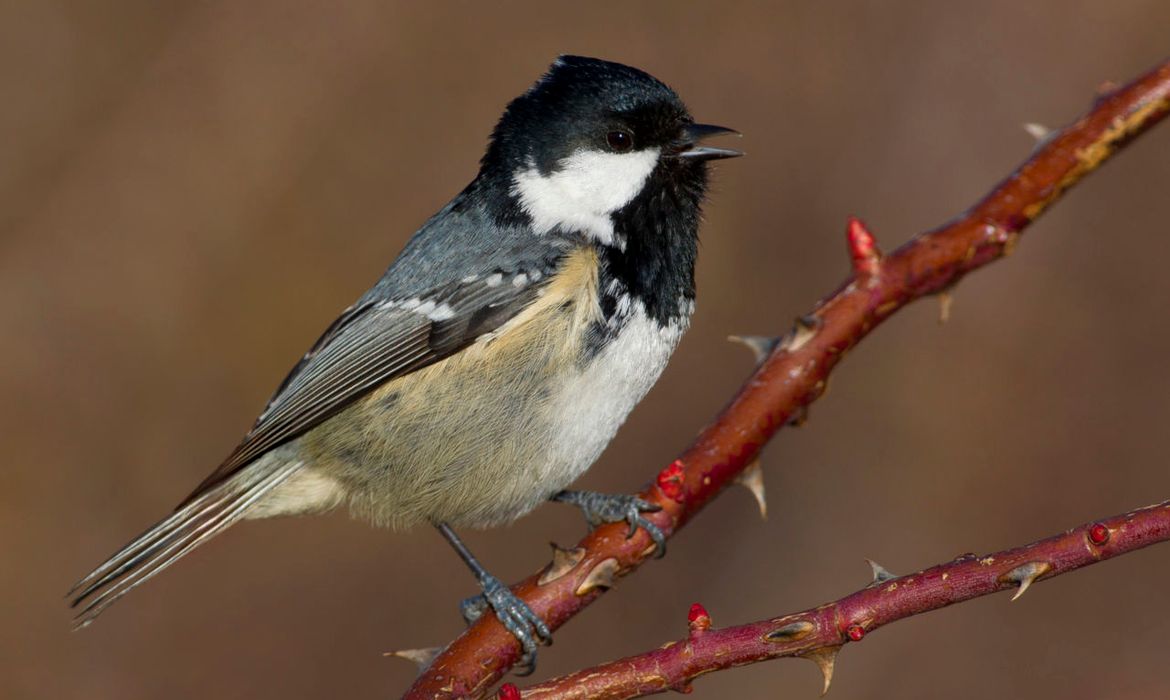 Zwarte mees | Vogelbescherming.nl