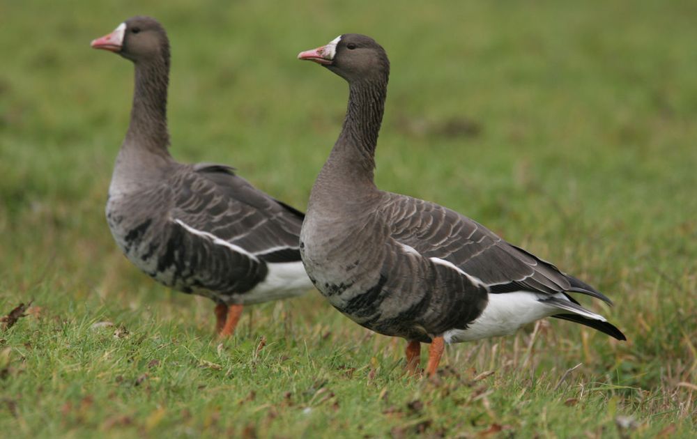 Kolgans | Vogelbescherming