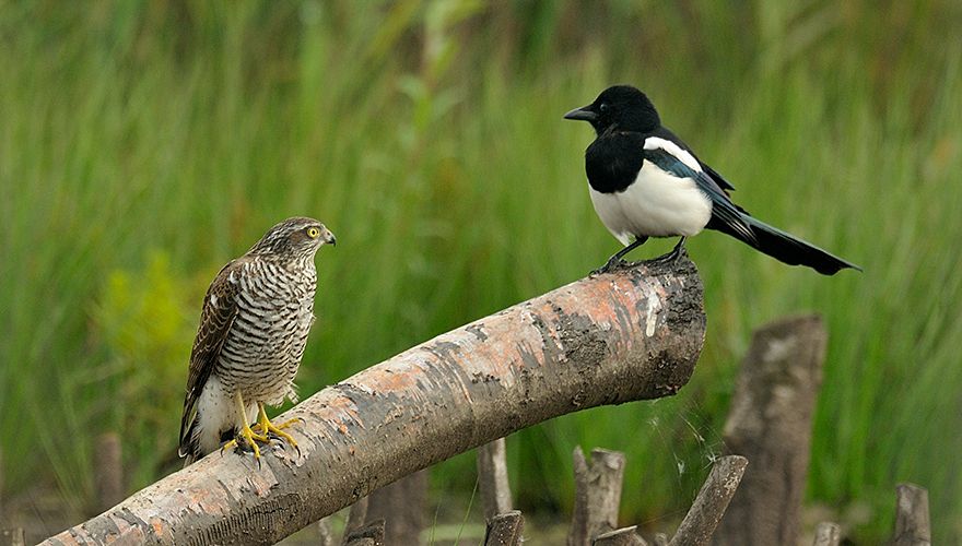 Spectaculaire sperwerprooien | Vogelbescherming