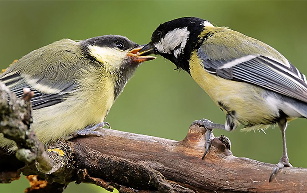 Help broedende vogels in de tuin | Vogelbescherming