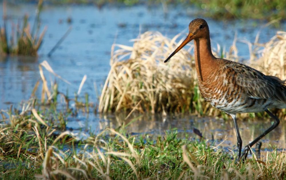 Samen voor vogels en natuur | Vogelbescherming